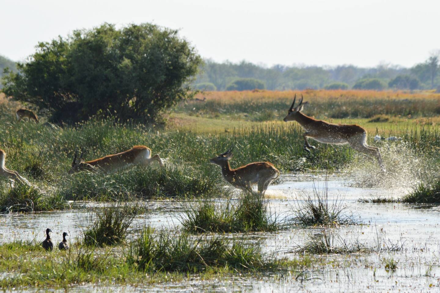 MOREMI - Golden Africa Safaris