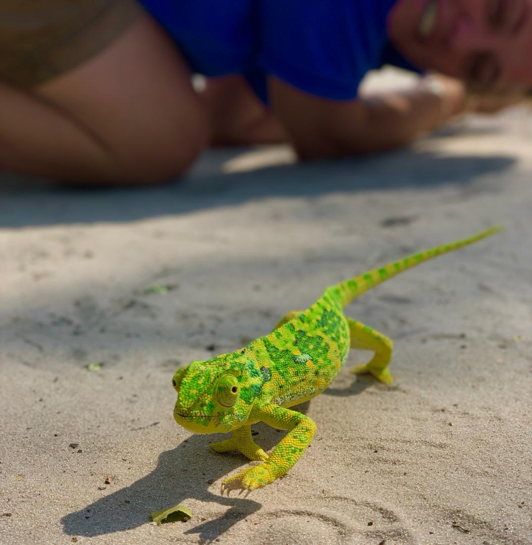 HABU - Golden Africa Safaris