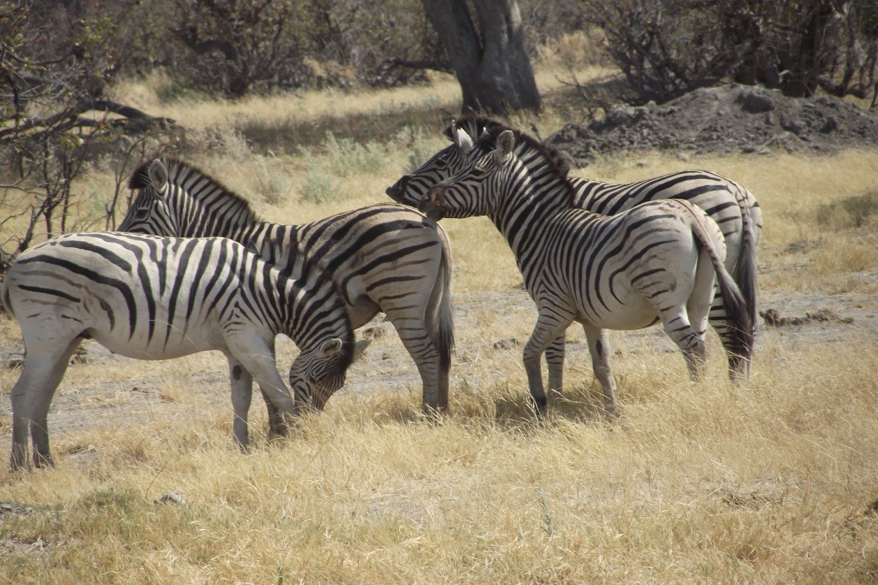 HABU - Golden Africa Safaris